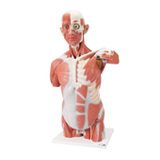 Anatomiska modeller av muskler - leder & nervsystem - Swemed